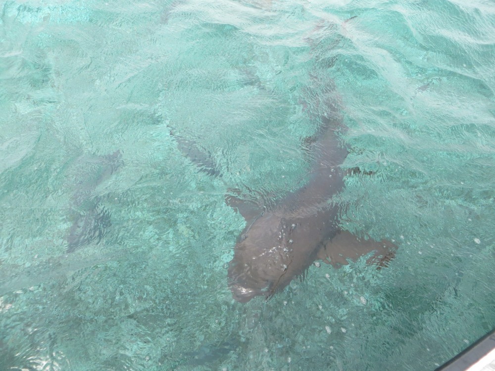 Shark Ray Alley Sights & Attractions - Project Expedition