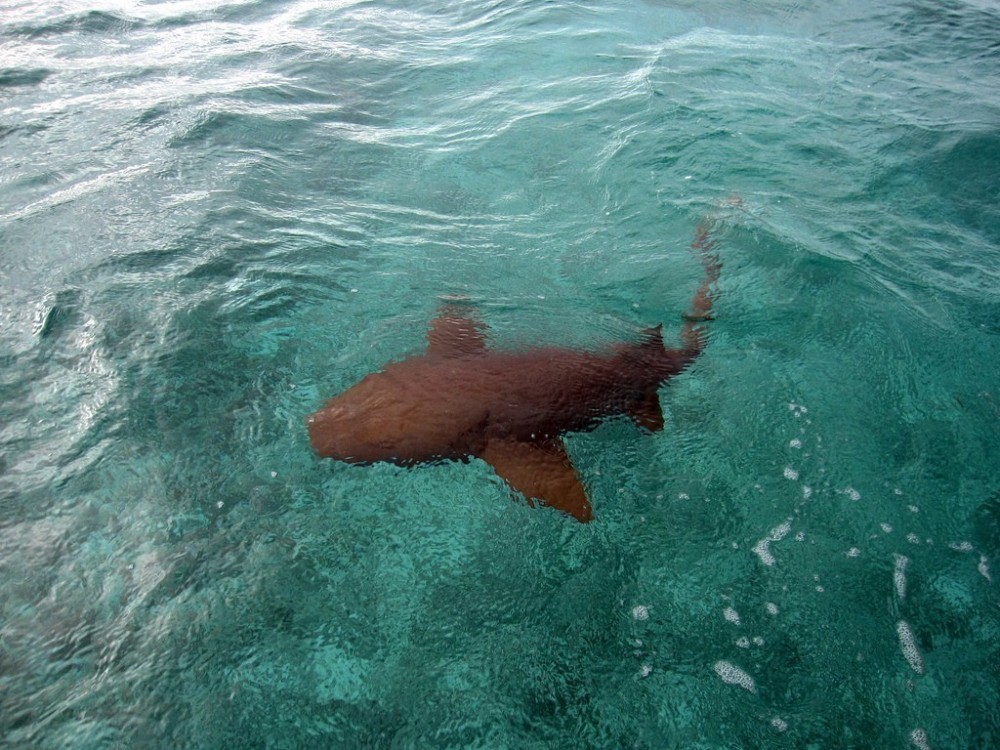 Shark Ray Alley Sights & Attractions - Project Expedition