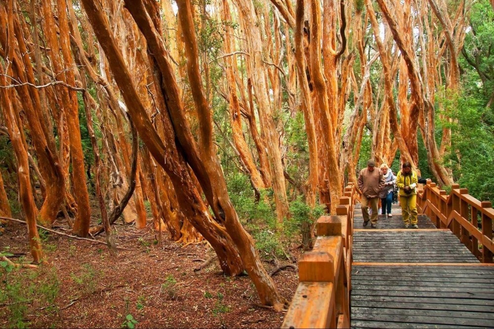 Isla Victoria & Arrayanes Forest from Bariloche - San Carlos de ...