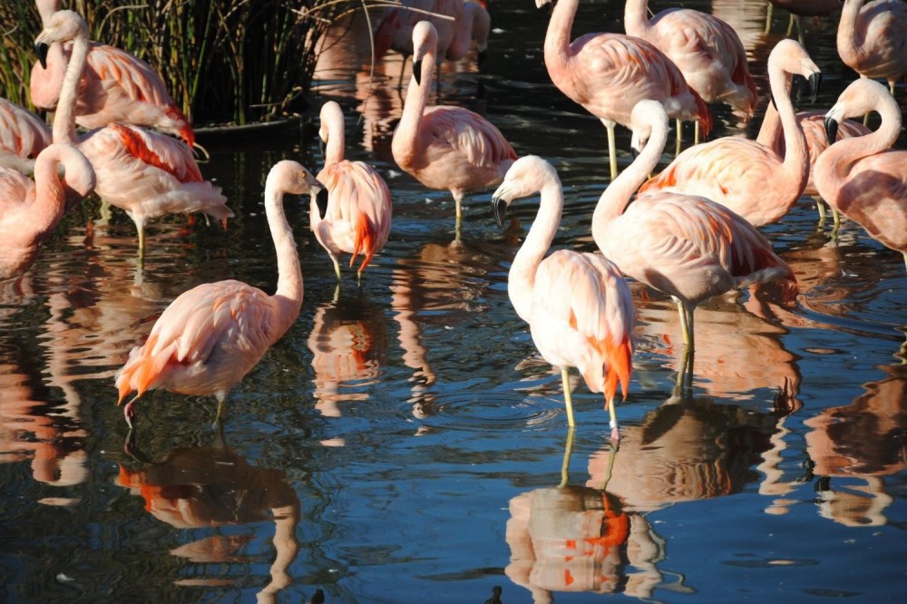 Temaiken - Natural Biopark - Buenos Aires | Project Expedition