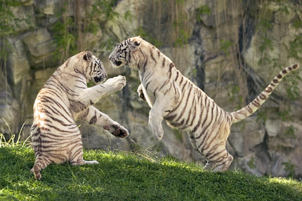 Temaiken - Natural Biopark - Buenos Aires | Project Expedition