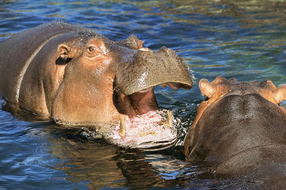 Temaiken - Natural Biopark - Buenos Aires | Project Expedition
