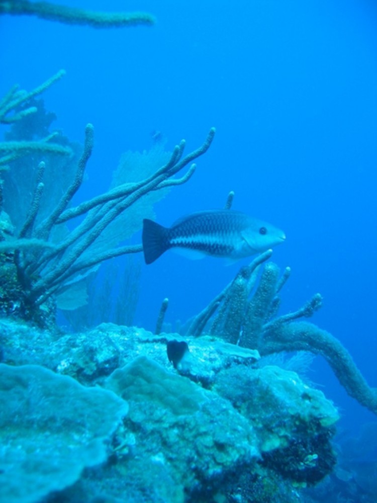 Snorkeling: Mexico Rocks - San Pedro | Project Expedition
