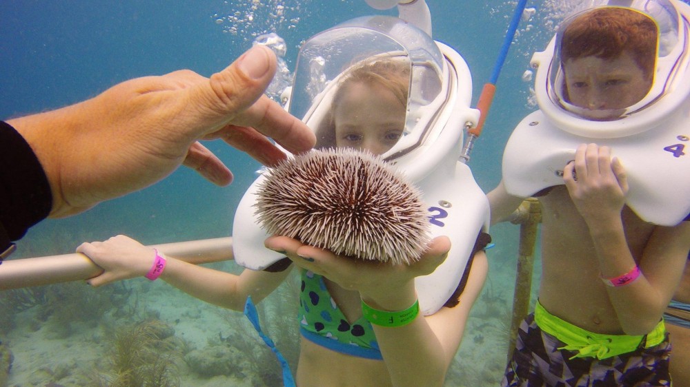 Guided Sea Trek at Coral World - Red Hook | Project Expedition