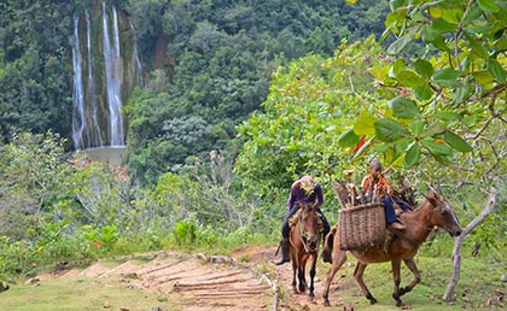 Guided Full Day Samana Experience From Punta Cana With Lunch - Punta ...