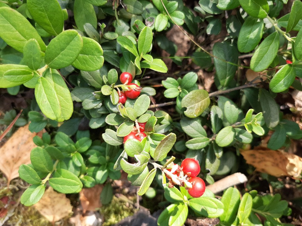 Berry Picking in a National Park - Helsinki | Project Expedition