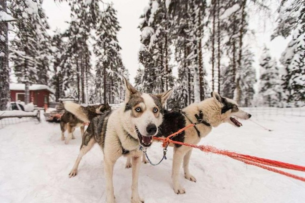 Husky Safari from Rovaniemi including Husky Sled Ride - Rovaniemi ...