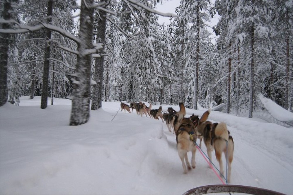 Husky Safari from Rovaniemi including Husky Sled Ride - Rovaniemi ...