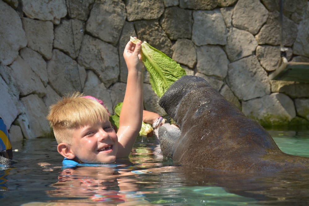 Manatee Encounter At Dolphin Isla Mujeres - Isla Mujeres | Project ...