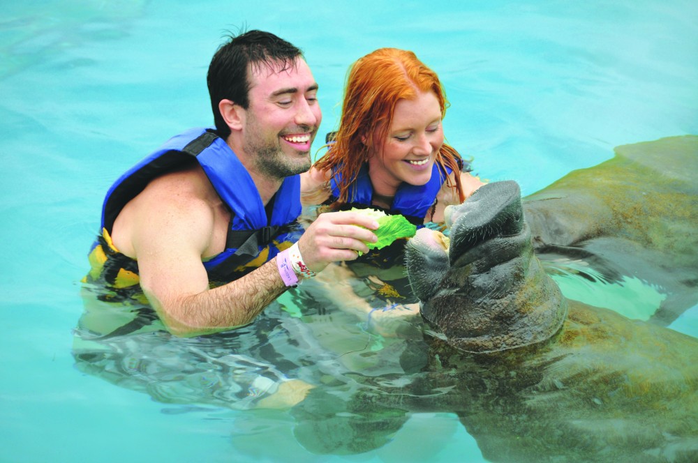 Manatee Encounter At Dolphin Discovery Puerto Aventuras - Puerto ...