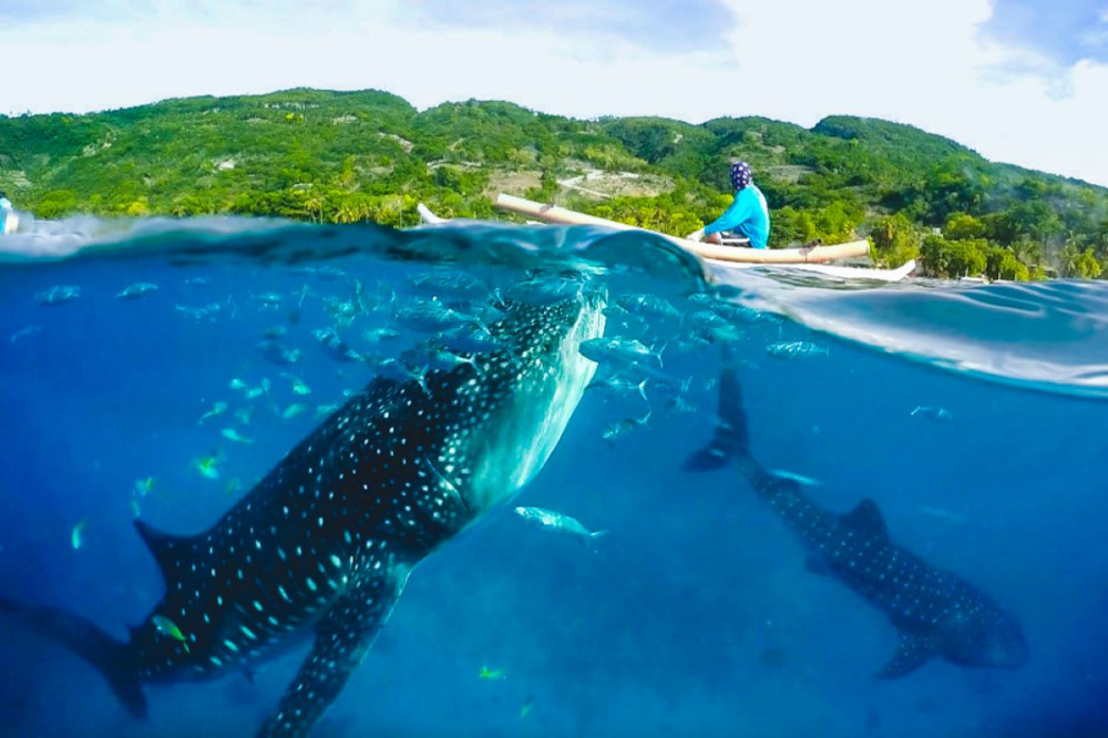 Oslob Whaleshark And Kawasan Falls Private Tour - Cebu | Project Expedition