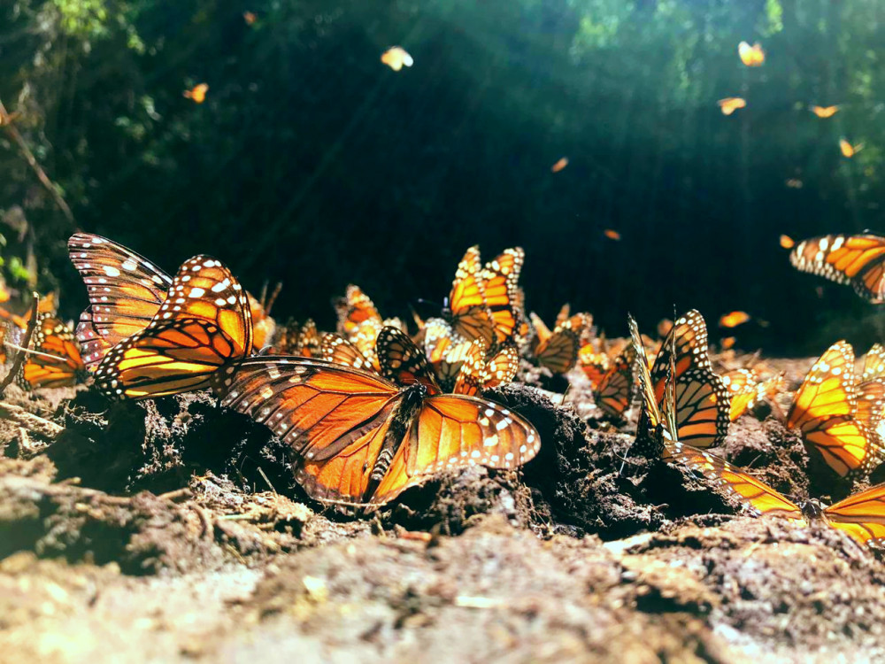 7-Day Monarch Butterfly Tour - Mexico City | Project Expedition