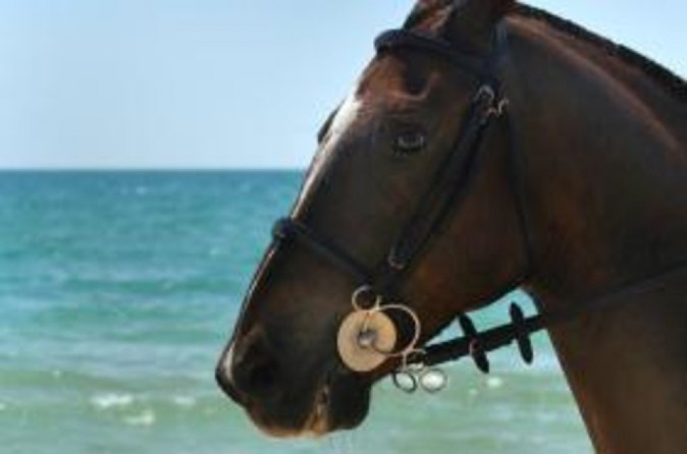 Horseback Riding Tour from Cancun - Cancun | Project Expedition