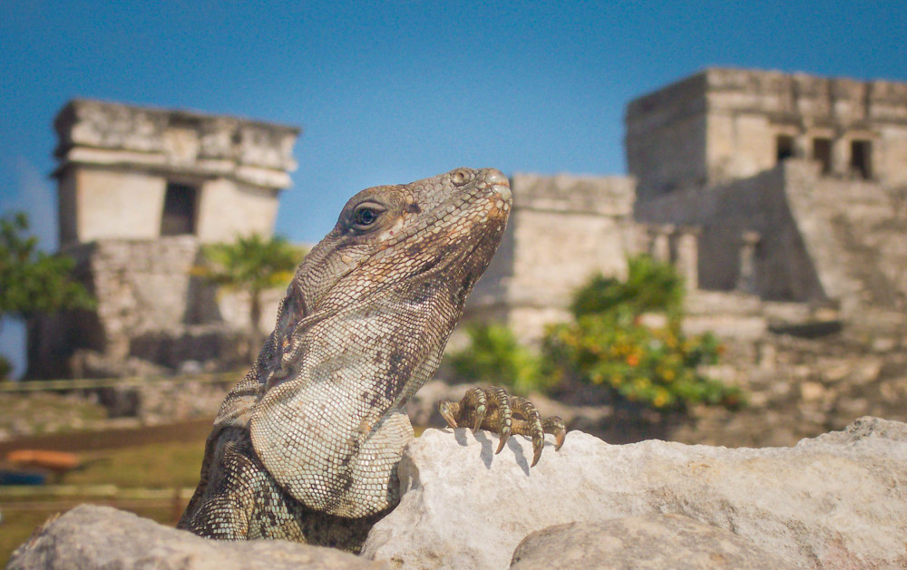 Tulum + Xtreme ATV from Riviera Maya - Cancun | Project Expedition