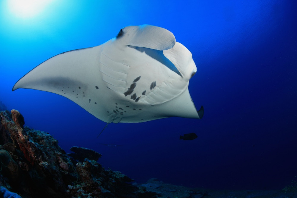 First Manta Ray Night Snorkeling Tour - Kailua-Kona | Project Expedition