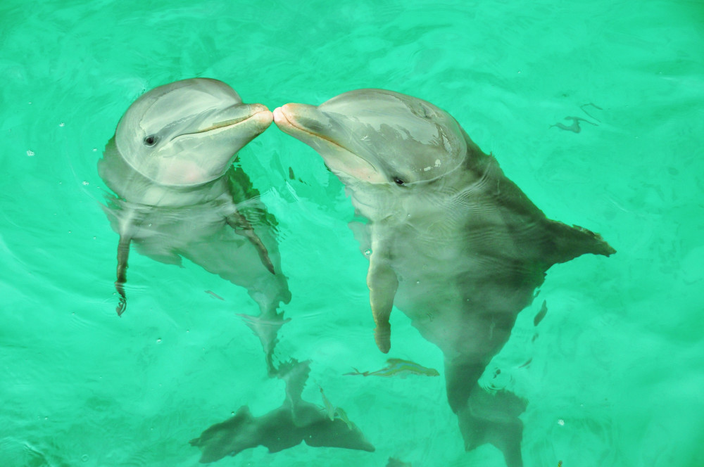 Riviera Maya Puerto Aventuras: Dolphin Royal Swim Plus With ...