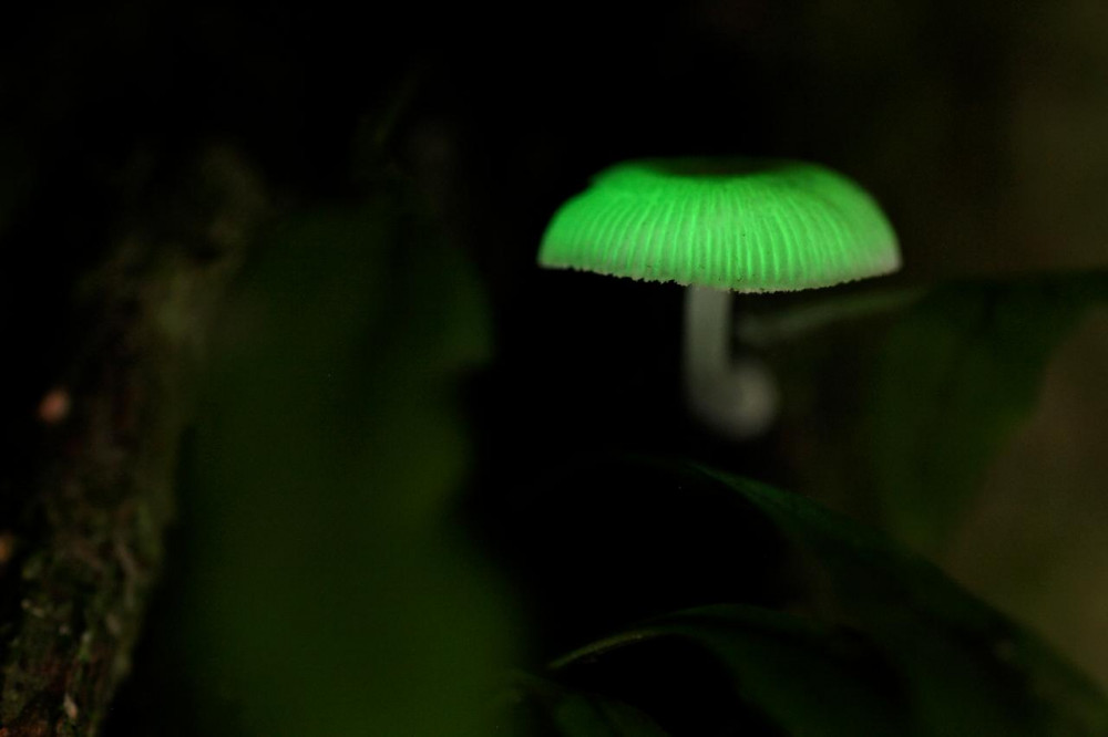 Evening Rainforest & Glow Worm Experience at Mount Tamborine - Gold ...