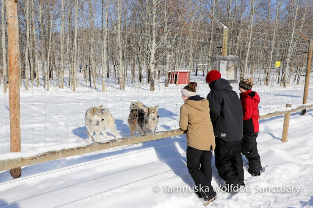 Wolfdog Sanctuary Self-Guided Walk - Banff | Project Expedition