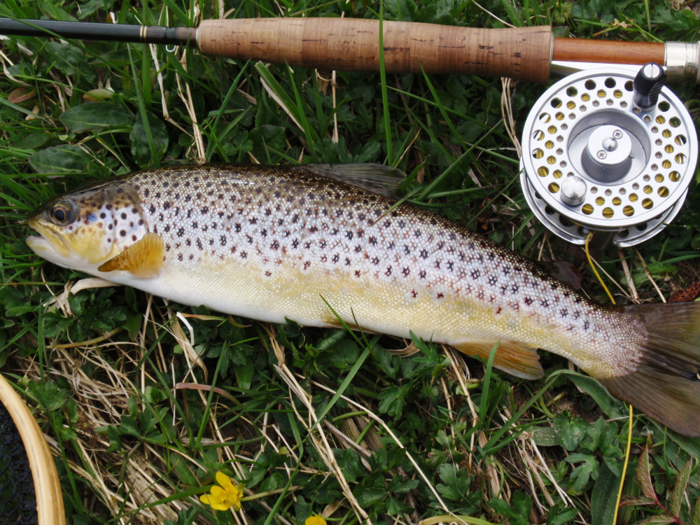Private Guided Wild Brown Trout Fishing On Lough Corrib - Galway ...