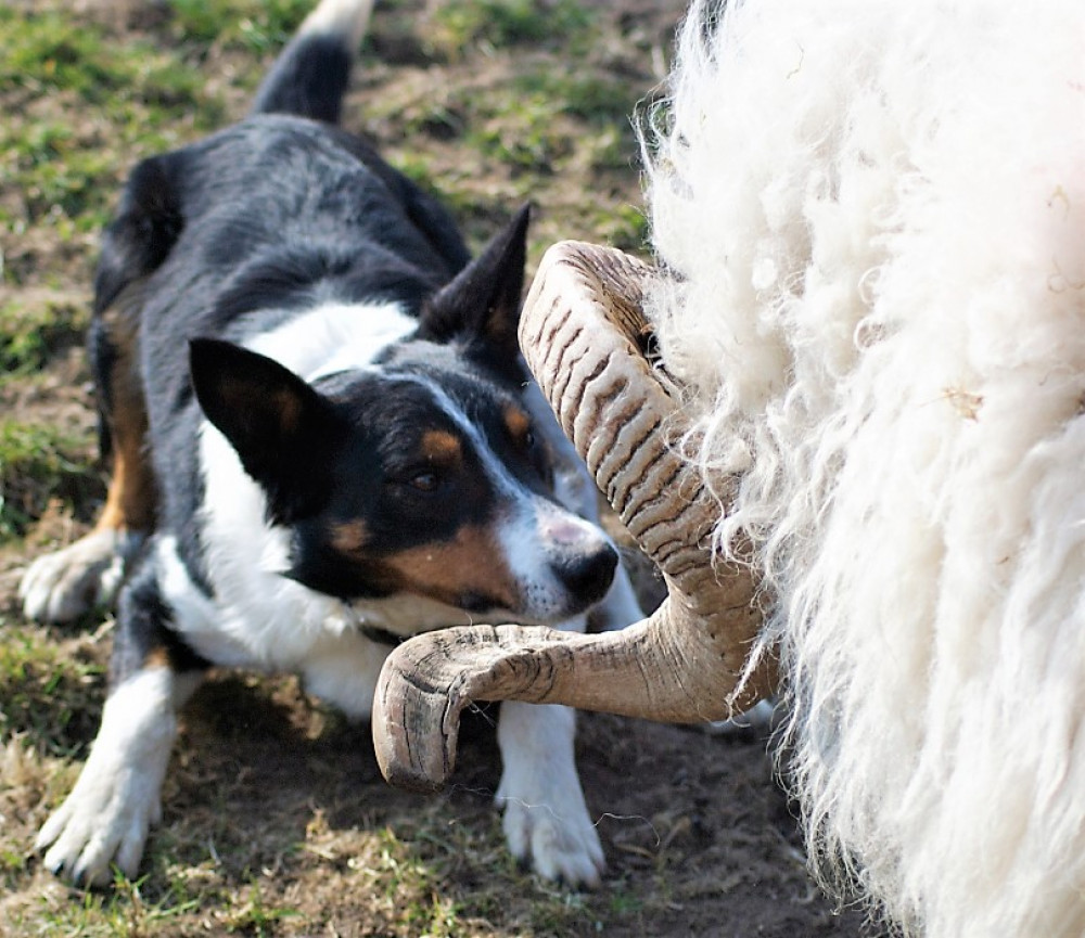 Visit A Working Sheep Farm With Sheepdog Demo. County Galway - Leenaun ...