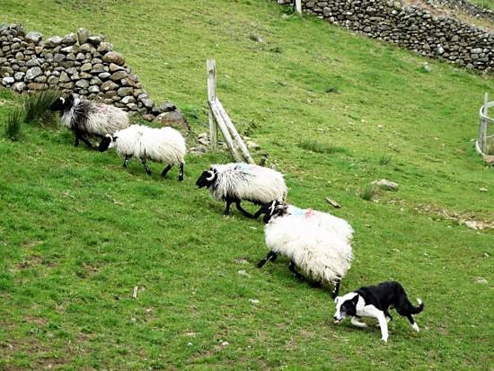 Visit A Working Sheep Farm With Sheepdog Demo. County Galway - Leenaun ...