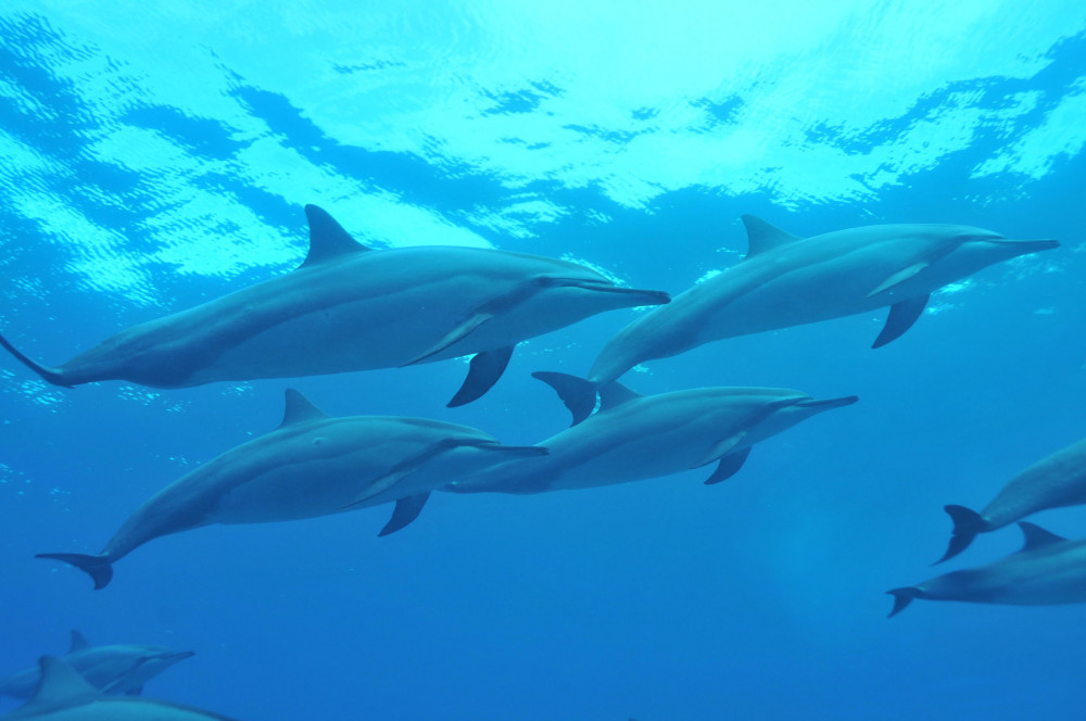 Swim with Dolphins Speedboat Snorkel Tour - Honolulu | Project Expedition