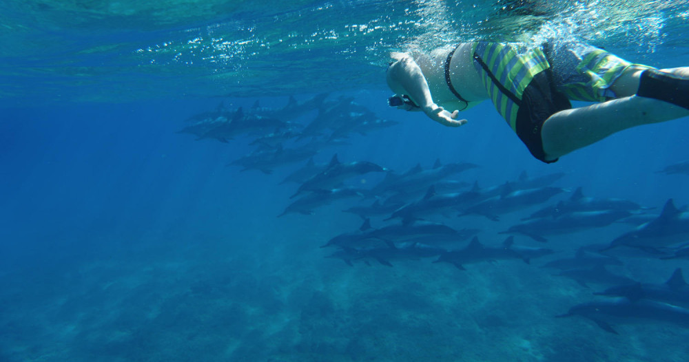 Swim with Dolphins Speedboat Snorkel Tour - Honolulu | Project Expedition