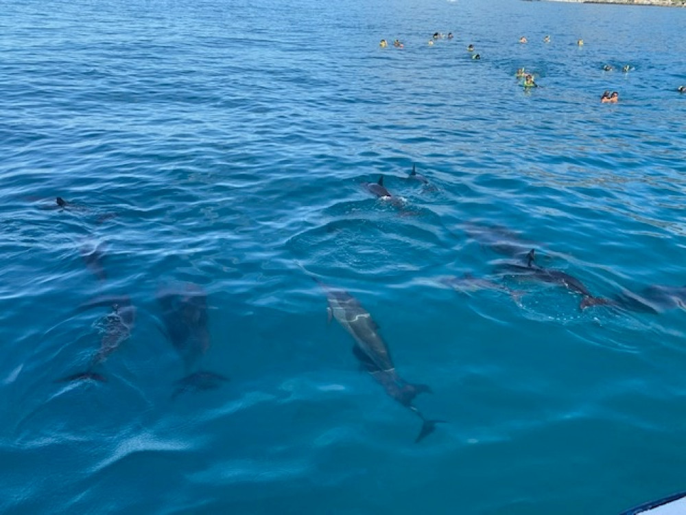 Swim with Dolphins Speedboat Snorkel Tour - Honolulu | Project Expedition
