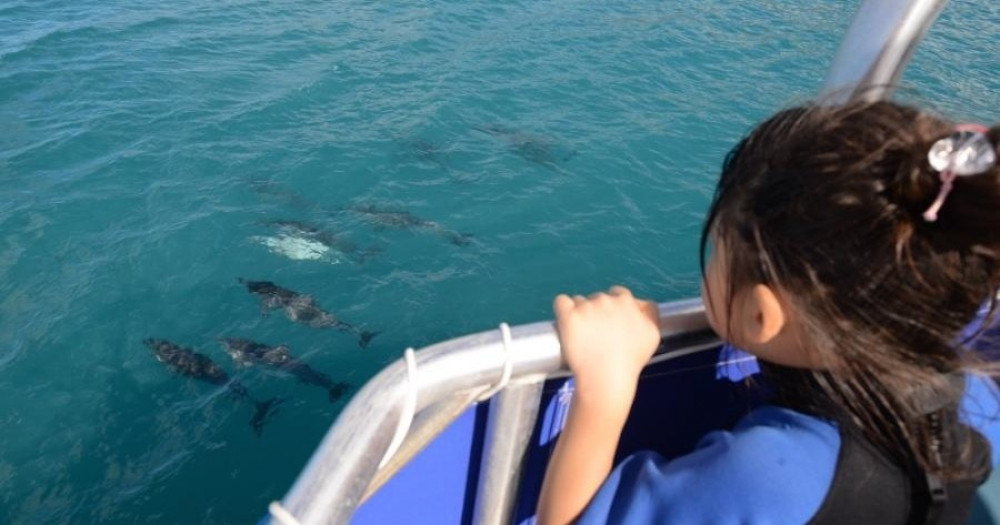 Swim with Dolphins Speedboat Snorkel Tour - Honolulu | Project Expedition
