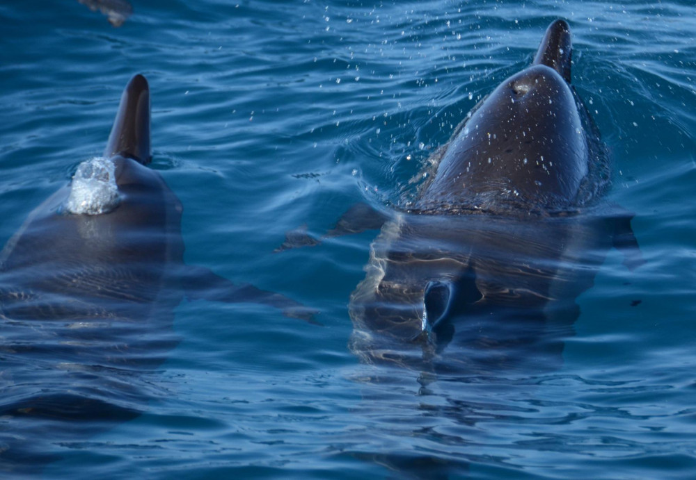 Iruka Hawaii Dolphin - Kona | Project Expedition