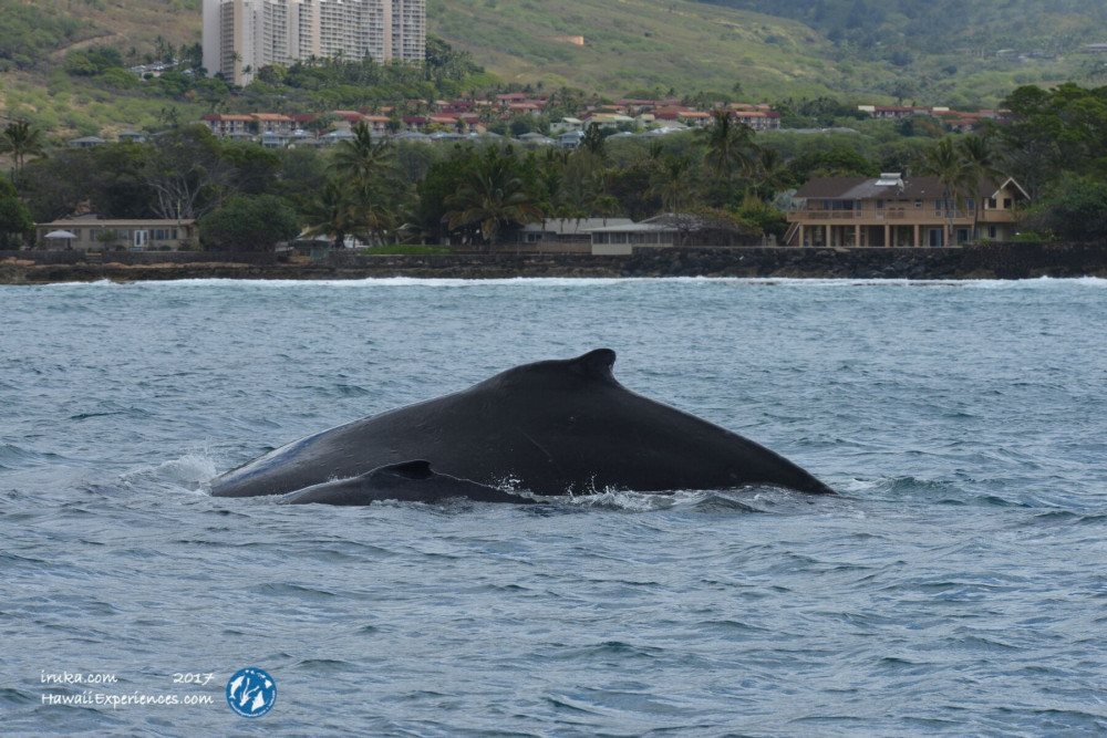 Iruka Hawaii Dolphin - Kona | Project Expedition