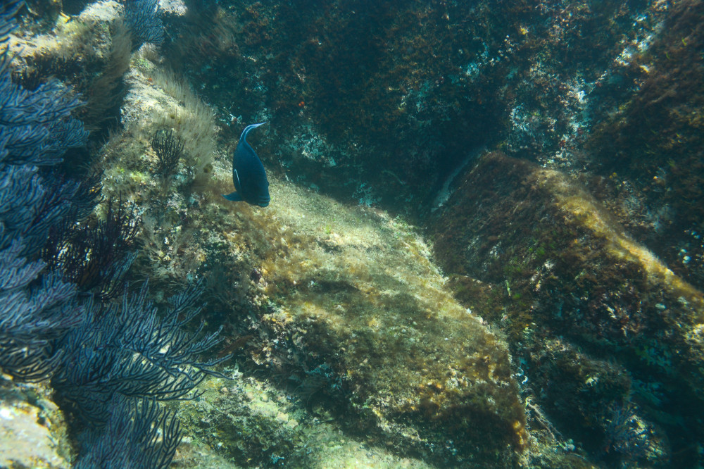 Los Cabos Snorkeling Tour To Chileno Bay And Santa Maria Cove - Cabo ...