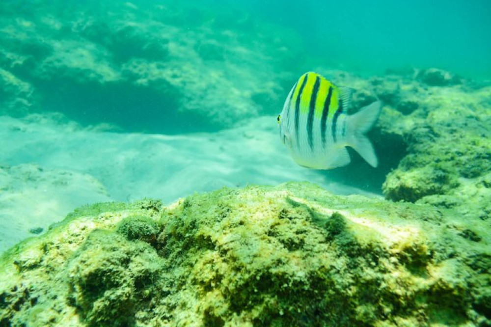 Los Cabos Snorkeling Tour To Chileno Bay And Santa Maria Cove - Cabo ...