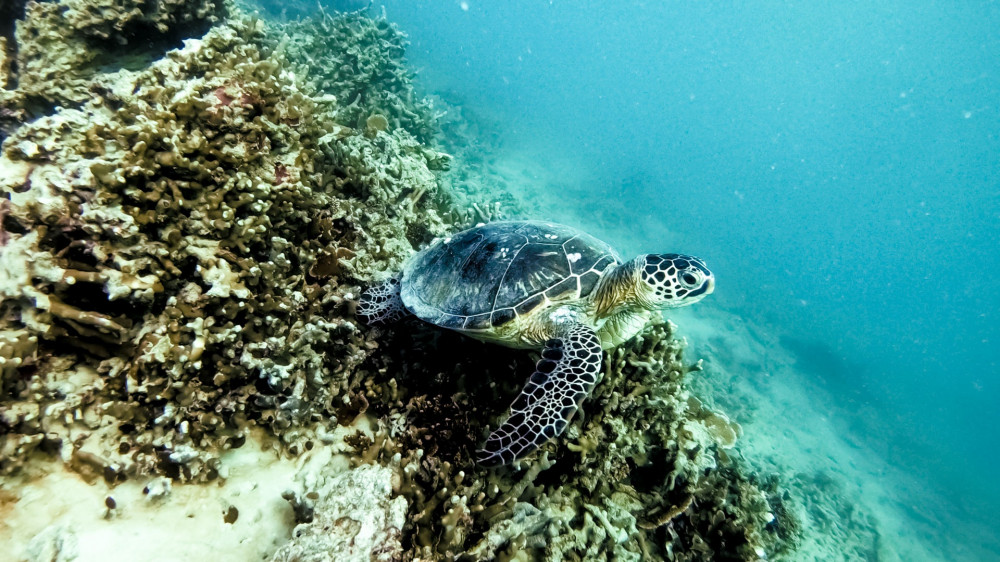 Kaneohe Bay Coral Reef Self-Guided Kayaking Adventure - Honolulu ...