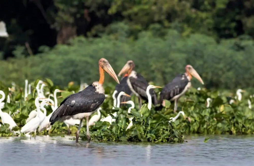 Prek Toal Birds Sanctuary & Floating Village Private Tour from Siem ...