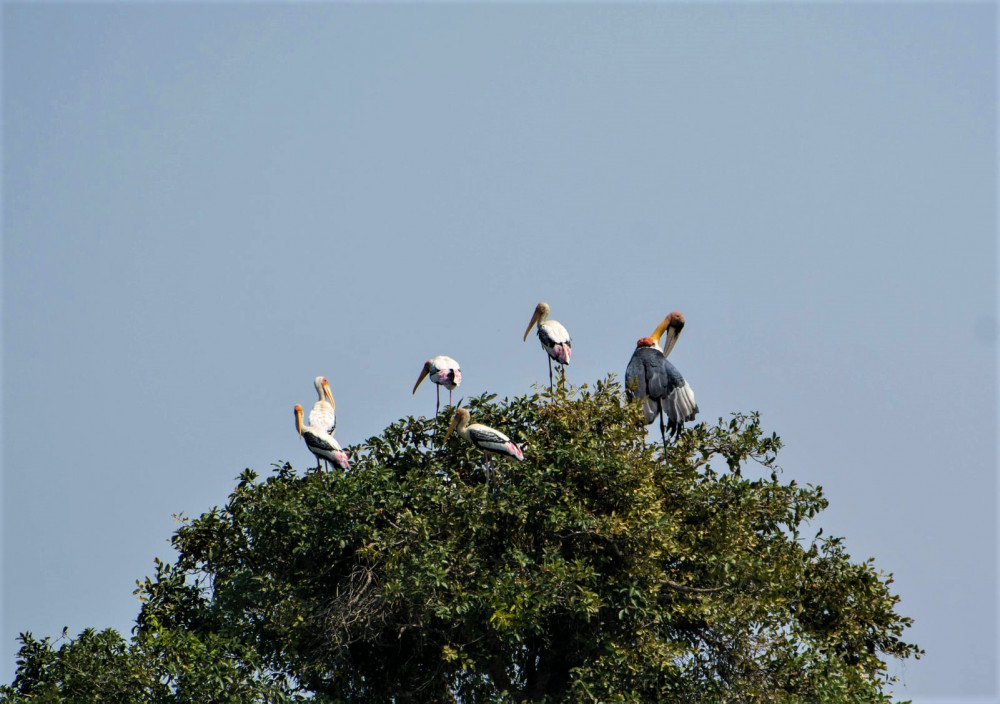 Prek Toal Birds Sanctuary & Floating Village Private Tour from Siem ...