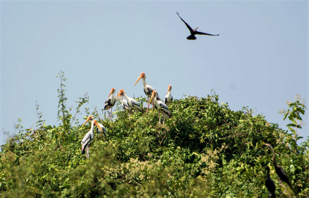 Prek Toal Birds Sanctuary & Floating Village Private Tour from Siem ...