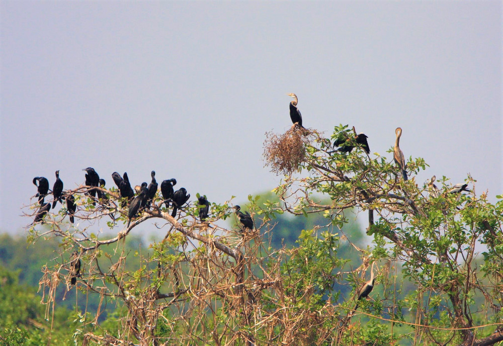 Prek Toal Birds Sanctuary & Floating Village Private Tour from Siem ...