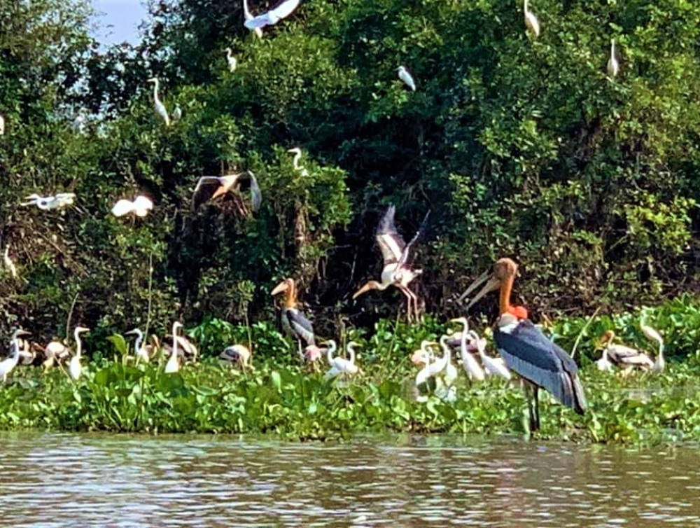 Prek Toal Birds Sanctuary & Floating Village Private Tour from Siem ...