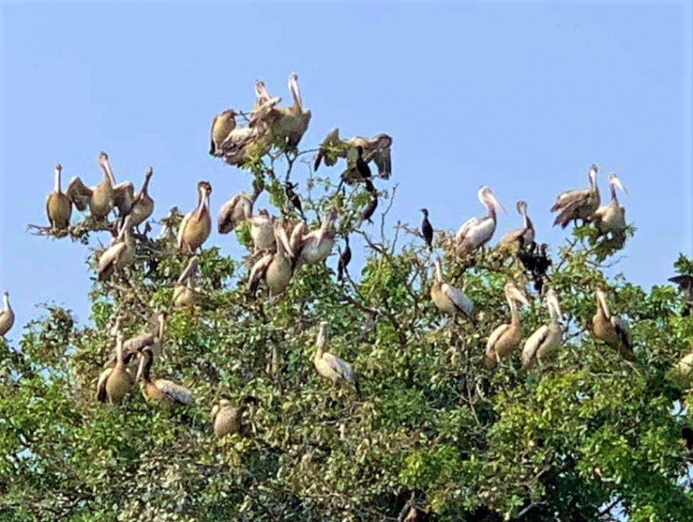 Prek Toal Birds Sanctuary & Floating Village Private Tour from Siem ...