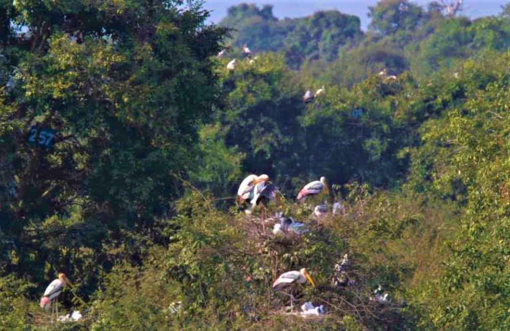 Prek Toal Birds Sanctuary & Floating Village Private Tour from Siem ...