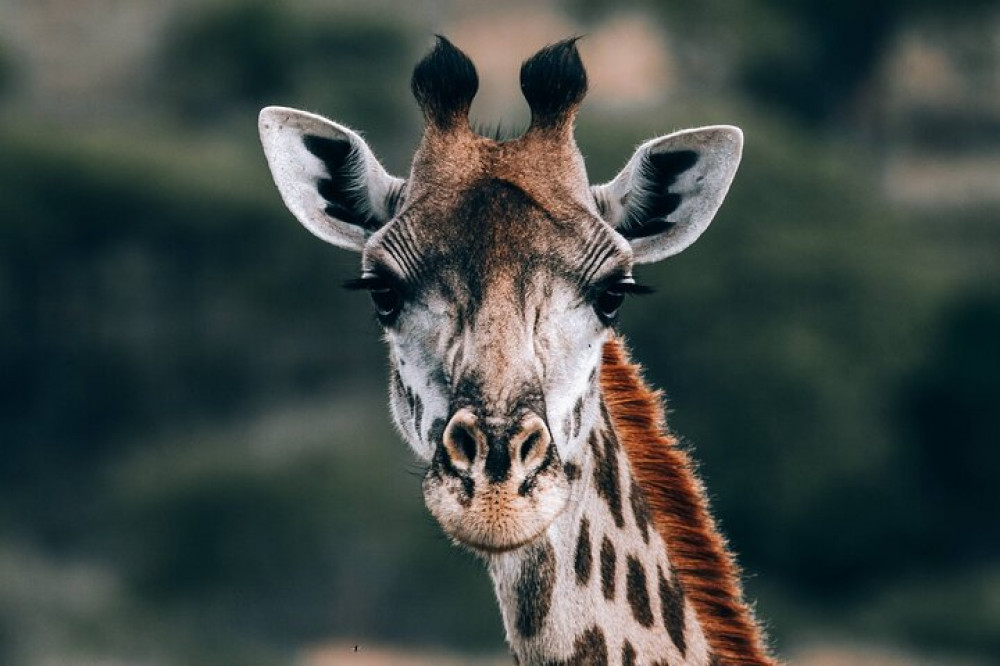 Matopos Park Game Drive With Rhino Tracking - Bulawayo | Project Expedition