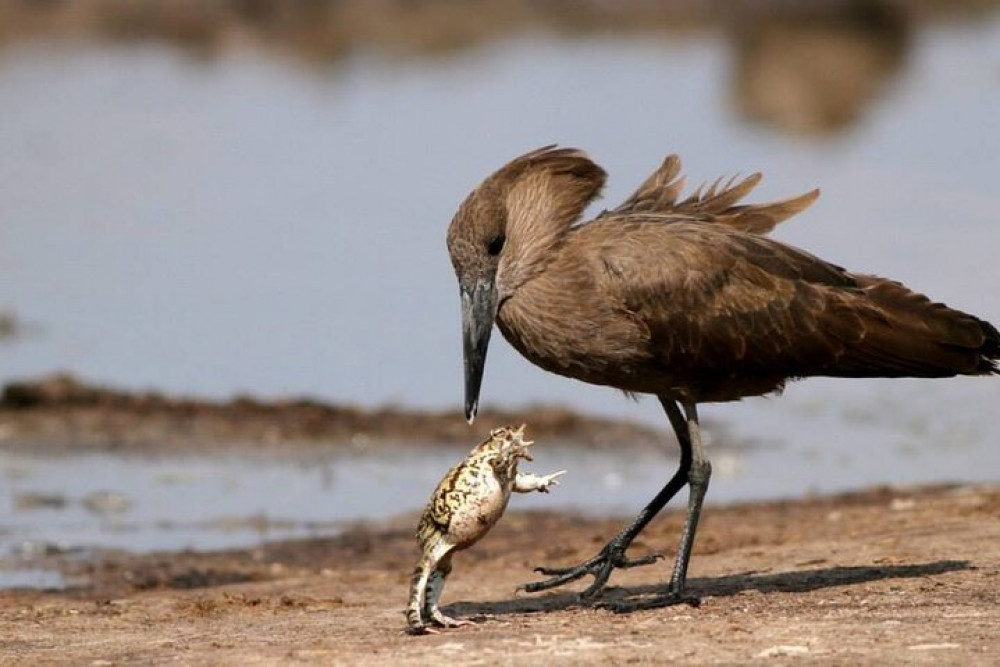 Matopos Park Game Drive With Rhino Tracking - Bulawayo | Project Expedition