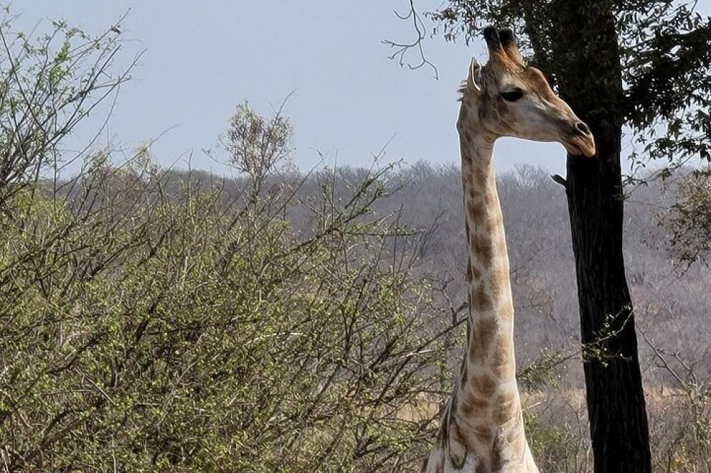 Matopos Park Game Drive With Rhino Tracking - Bulawayo | Project Expedition