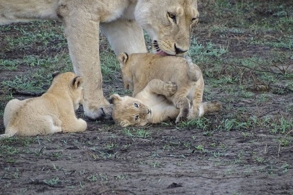 Hwange Park: Big 5 Game-Viewing Driving Tour - Hwange | Project Expedition