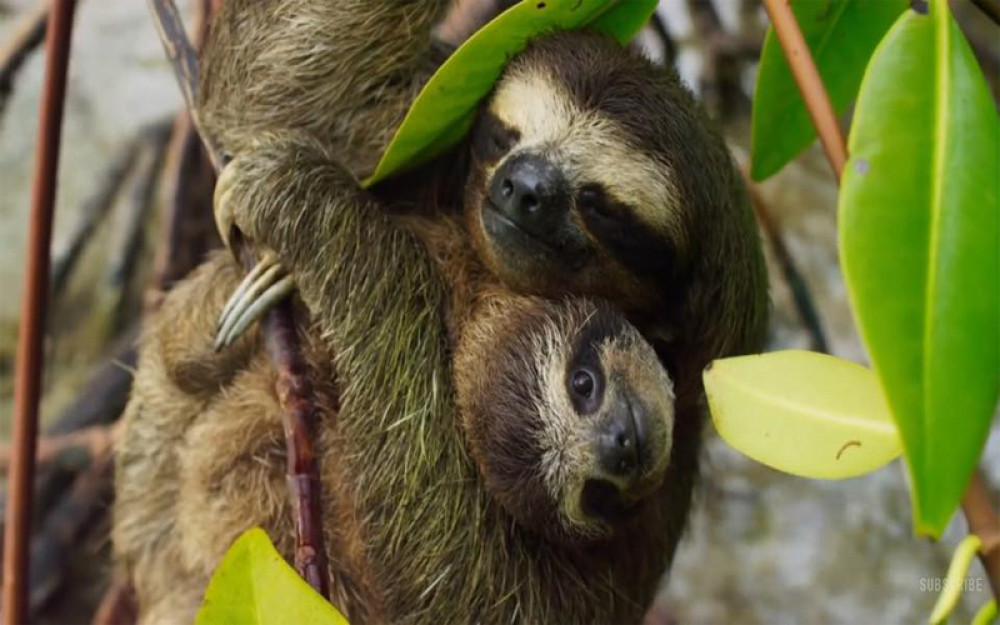 Arenal Sloth Tour - La Fortuna | Project Expedition
