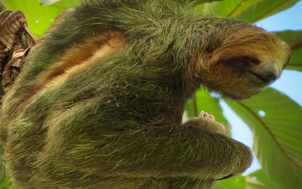 Arenal Sloth Tour - La Fortuna | Project Expedition