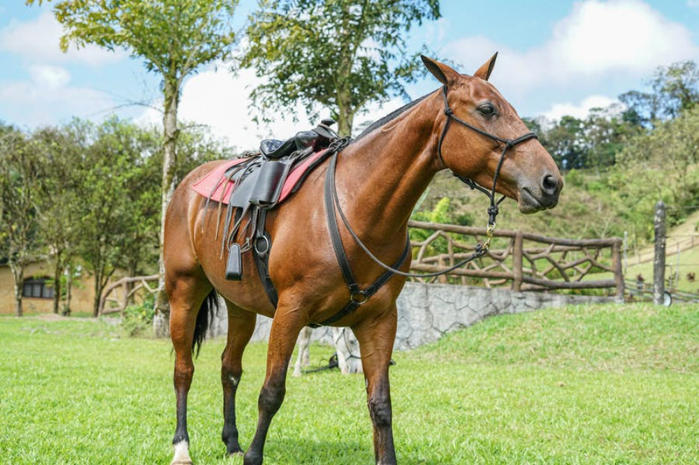 Arenal Horseback Ride - La Fortuna | Project Expedition
