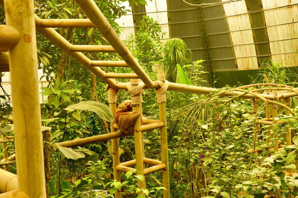 3-in-1 Monteverde Suspension Bridges, Sloth Sanctuary & Gardens ...
