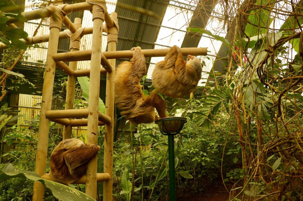 3-in-1 Monteverde Suspension Bridges, Sloth Sanctuary & Gardens ...